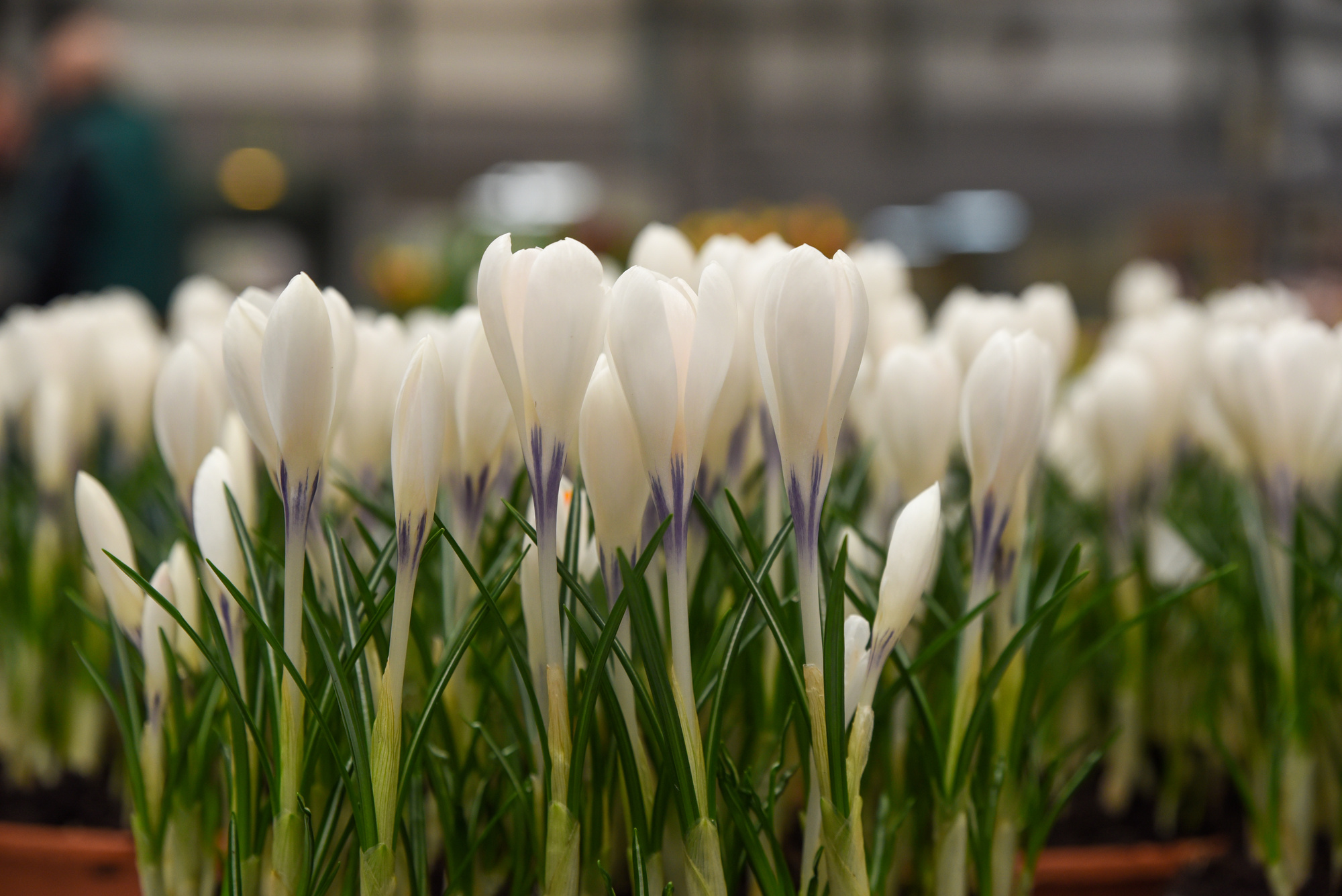 Crocus x cultorum Ice Queen